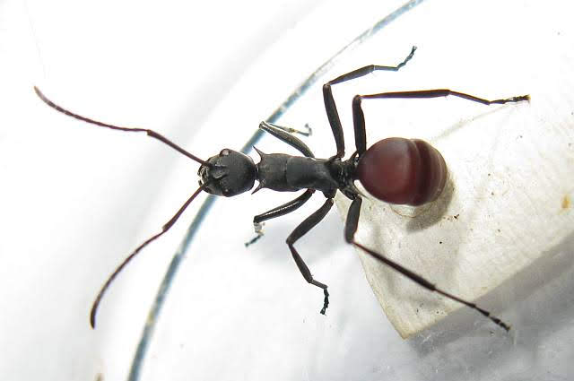 Photos and Info on Ants and Termites of Malaysia: Polyrhachis sp