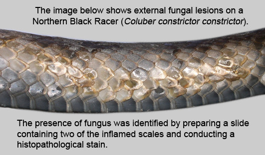 snake as pets: penyakit pada ular