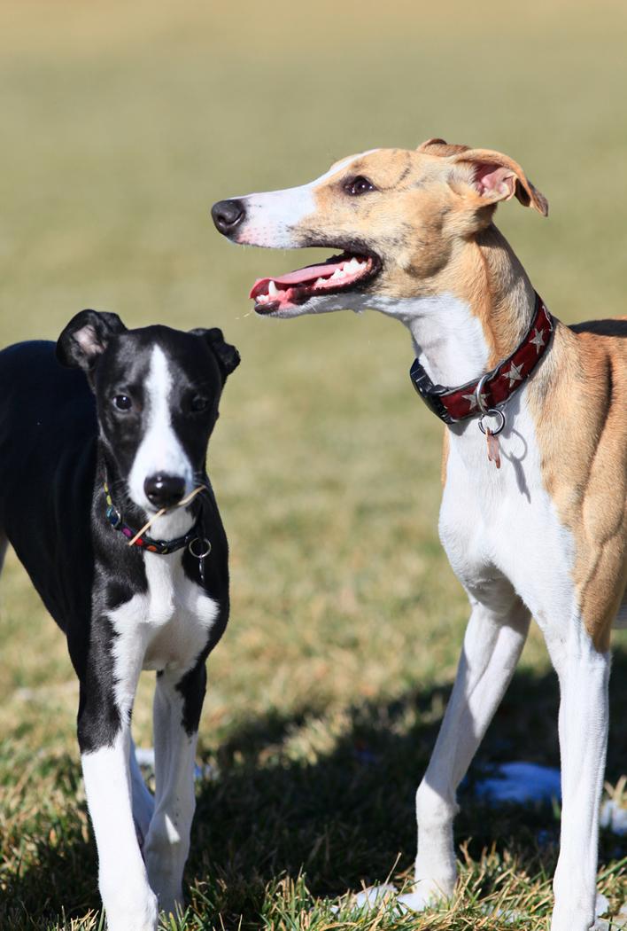 Horsetooth Whippets: Horsetooth Whippets - Puppies from the Past
