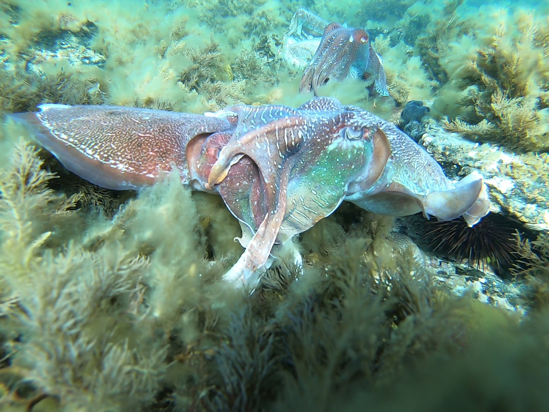 Beneath the waves at South Australia's giant cuttlefish marine spectacle