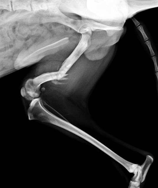 ARTROVET: Fracturas de fémur