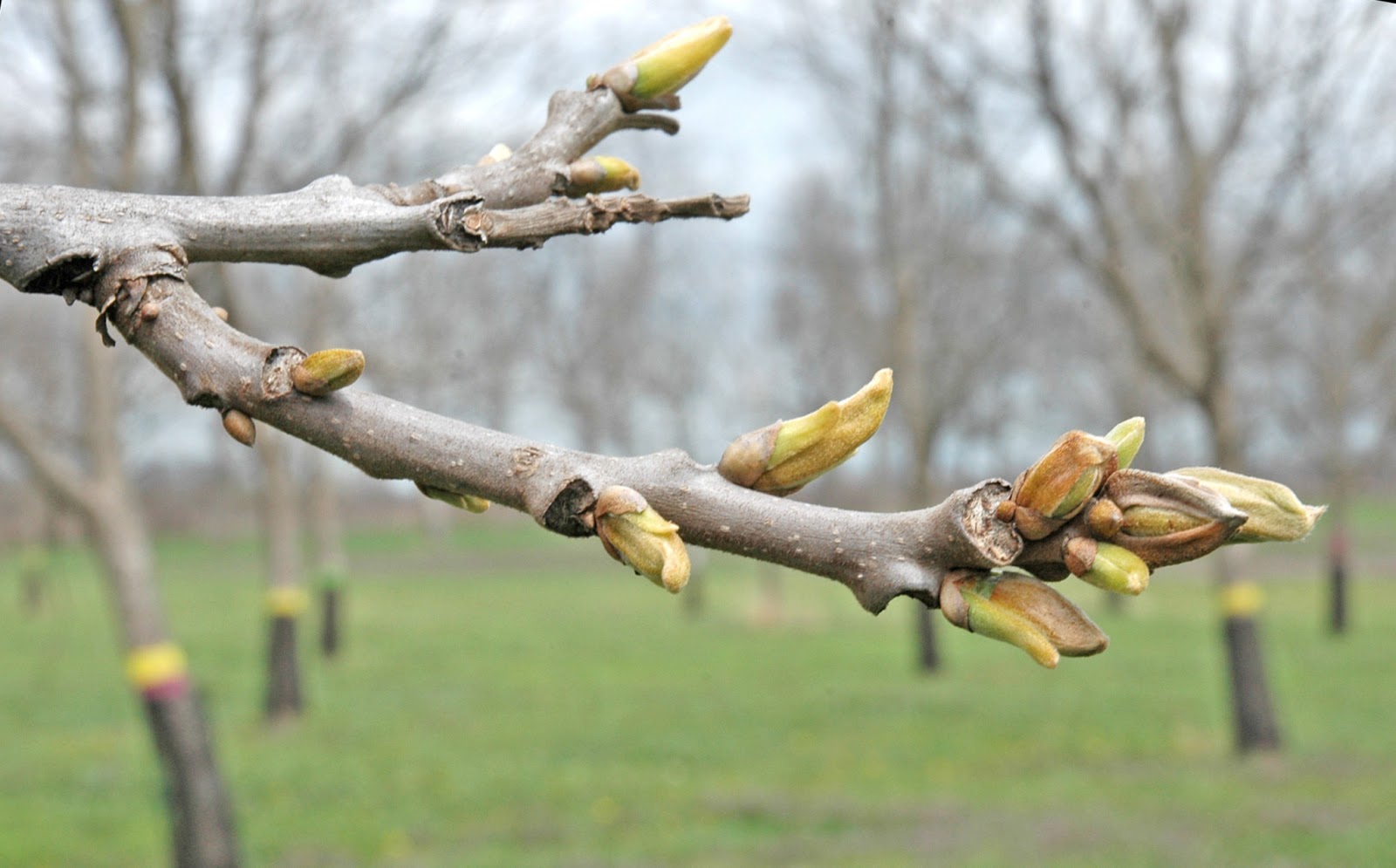 Northern Pecans: Warm night temperatures advance pecan bud break