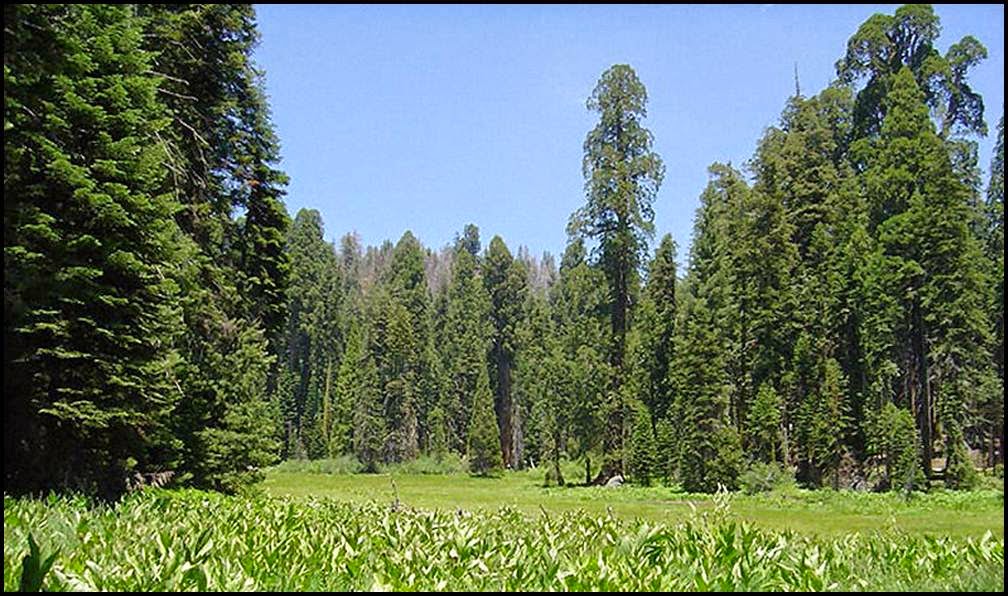 Giant Sequoia National Monument: The forest with the largest tree in ...