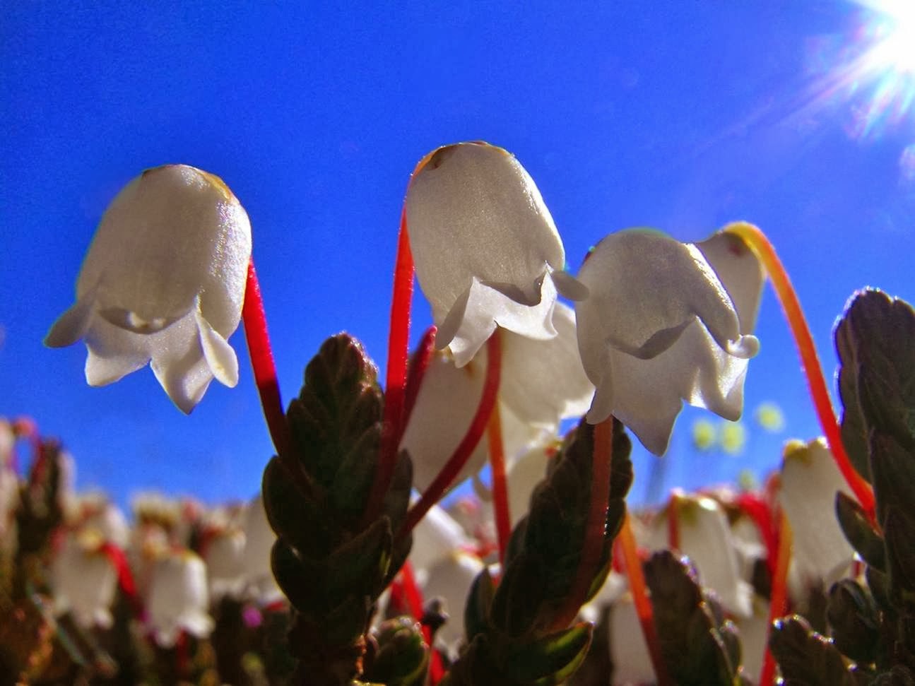 The Arctic: Arctic Plants