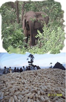 DAWRO CULTURE CENTER ONLINE