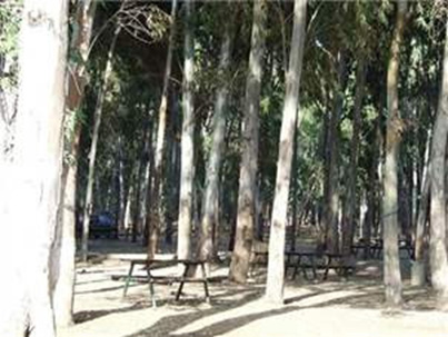 Land of Israel: List of Forests in Israel