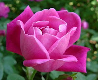 Klasifikasi Bunga Mawar (Rosa sp)