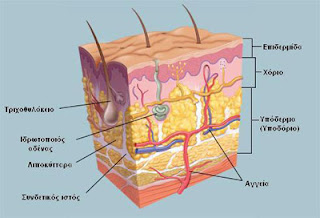 Λανολίνη, ο ζωικός κήρος | Χειροποίητον