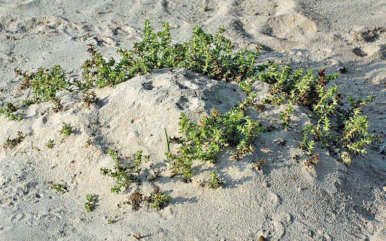 CABINET OF CURIOSITIES: Salty tales of Strand-line Plants