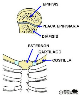 INTRANATOMÍA: 03. INTRODUCCIÓN A LA ARTROLOGÍA