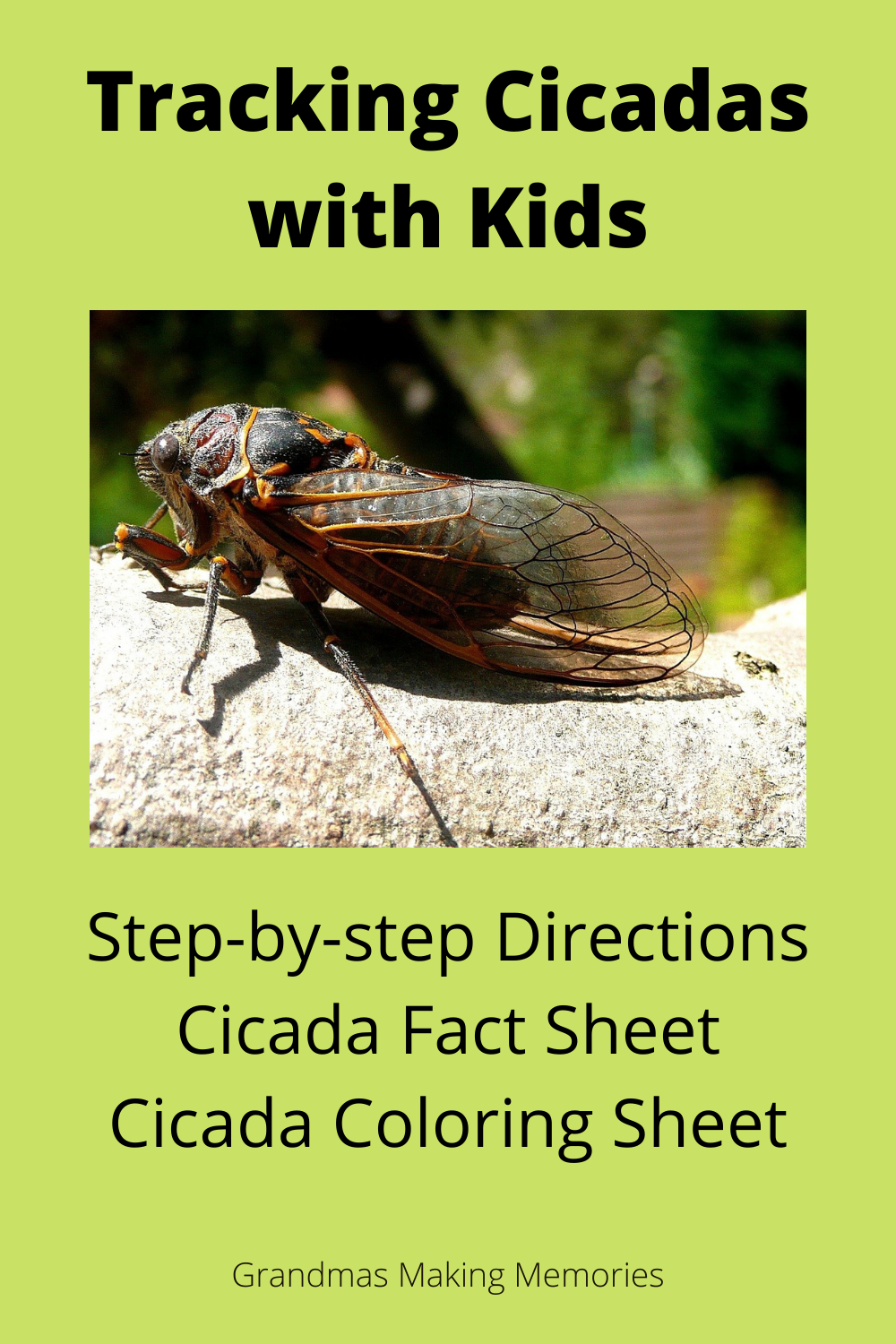 Grandmas Making Memories: Track the Cicadas with Your Grandkids