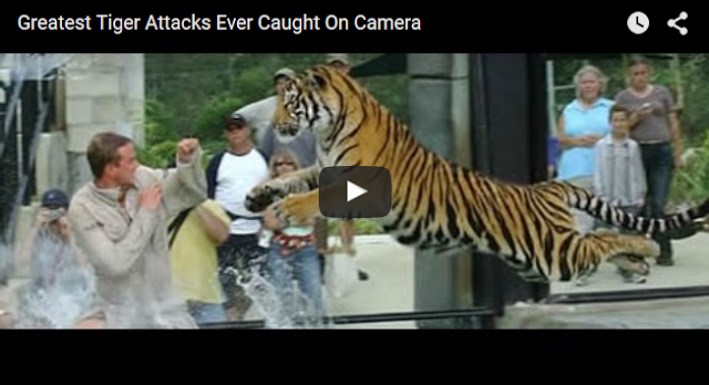 Greatest Tiger Attacks Ever Caught On Camera - worl wild animal ...