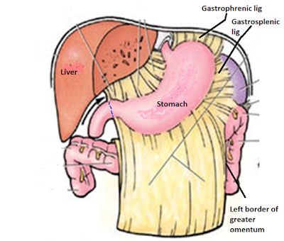 easyhumanatomy: Summary of lesser sac : lecture note