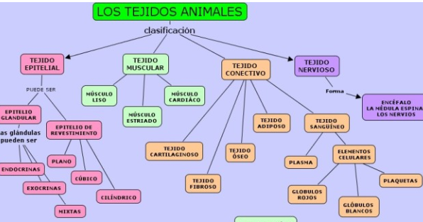 BIOLOGIA SEXTO: TEJIDOS ANIMAL. MAPA CONCEPTUAL BIOLOGIA SEXTO: TEJIDOS ANIMAL. MAPA CONCEPTUAL