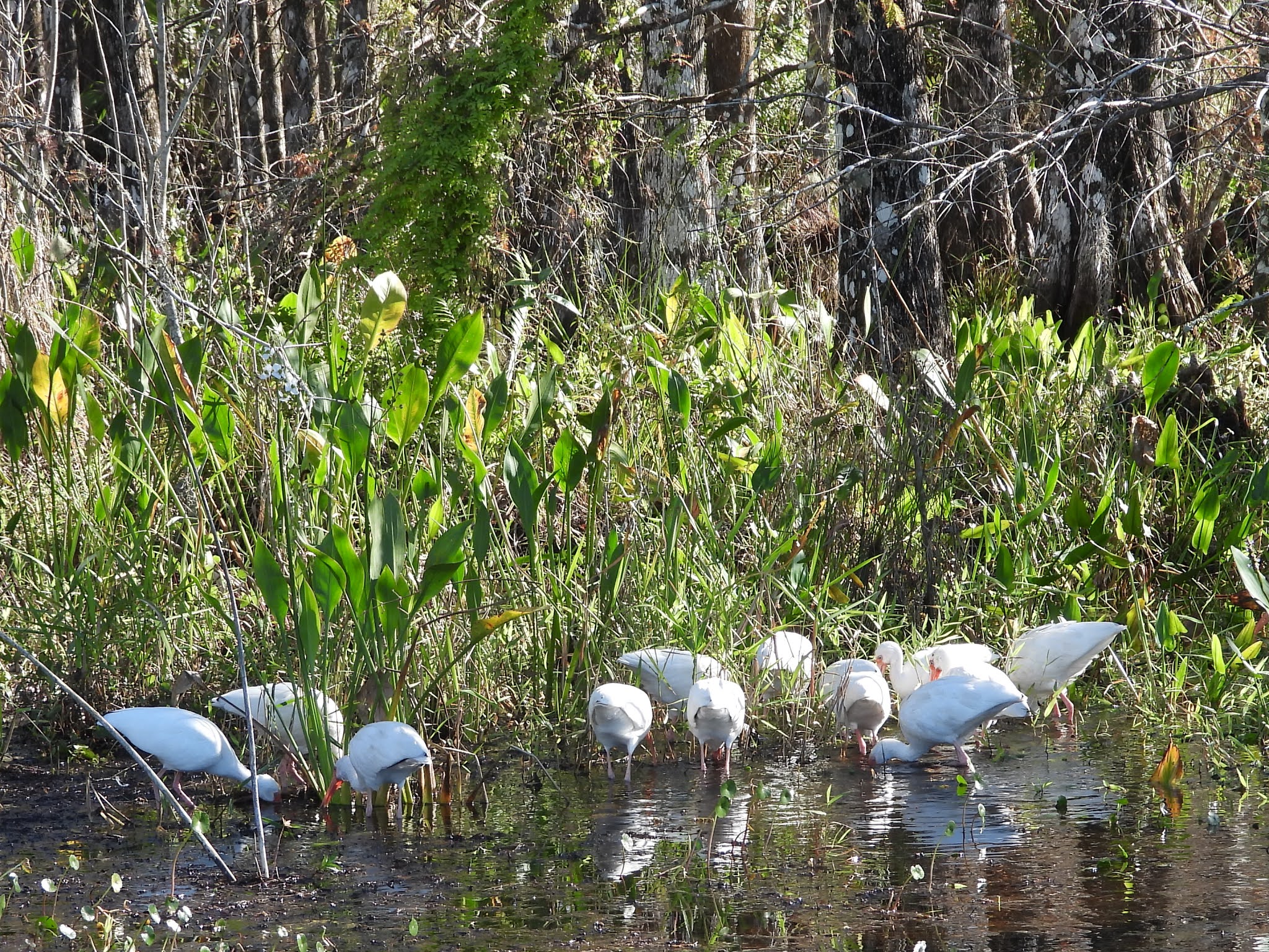 Bird & Travel Photos, Birding Sites, Bird Information: WHITE IBISES ...
