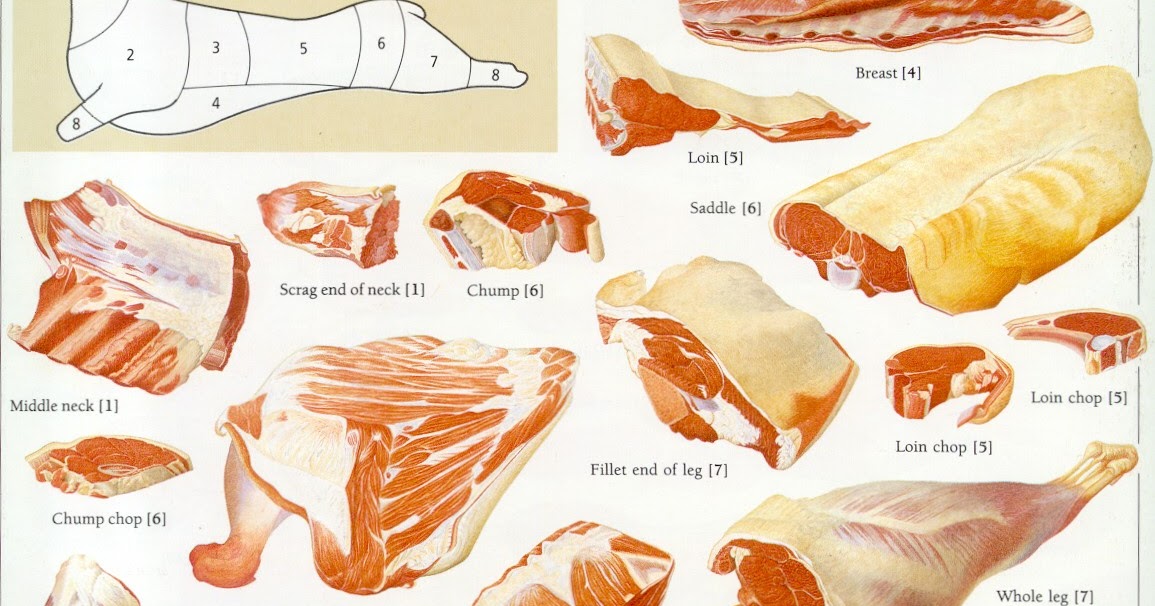 All Notes Of IHM Hamirpur, Himachal Pradesh: Bsc 2nd semester Meat ...