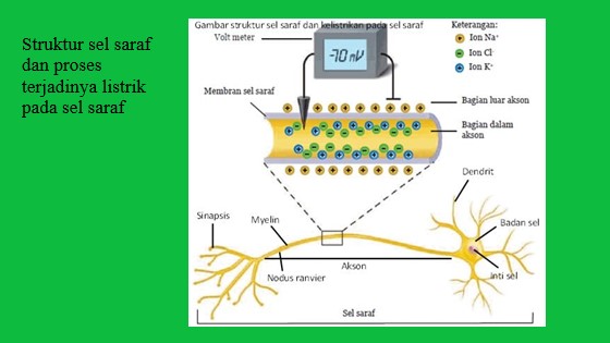 Listrik pada Sel Saraf - IPA MTs