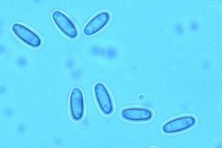 The Mycelium Connection: The Many Uses of Myrothecium verrucaria