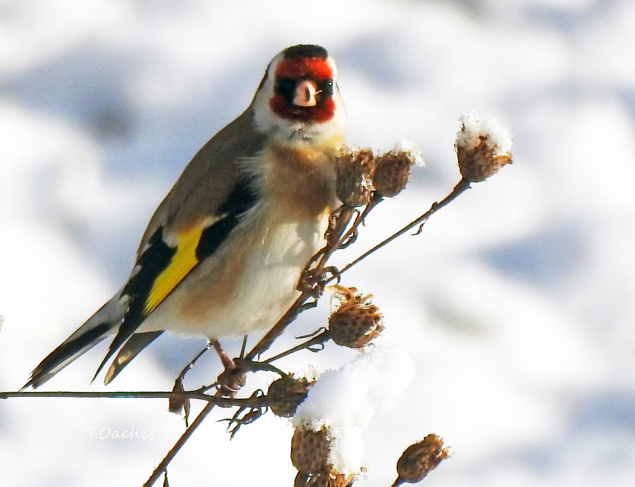 PASARI DIN ROMANIA: STICLETE(1), Carduelis carduelis