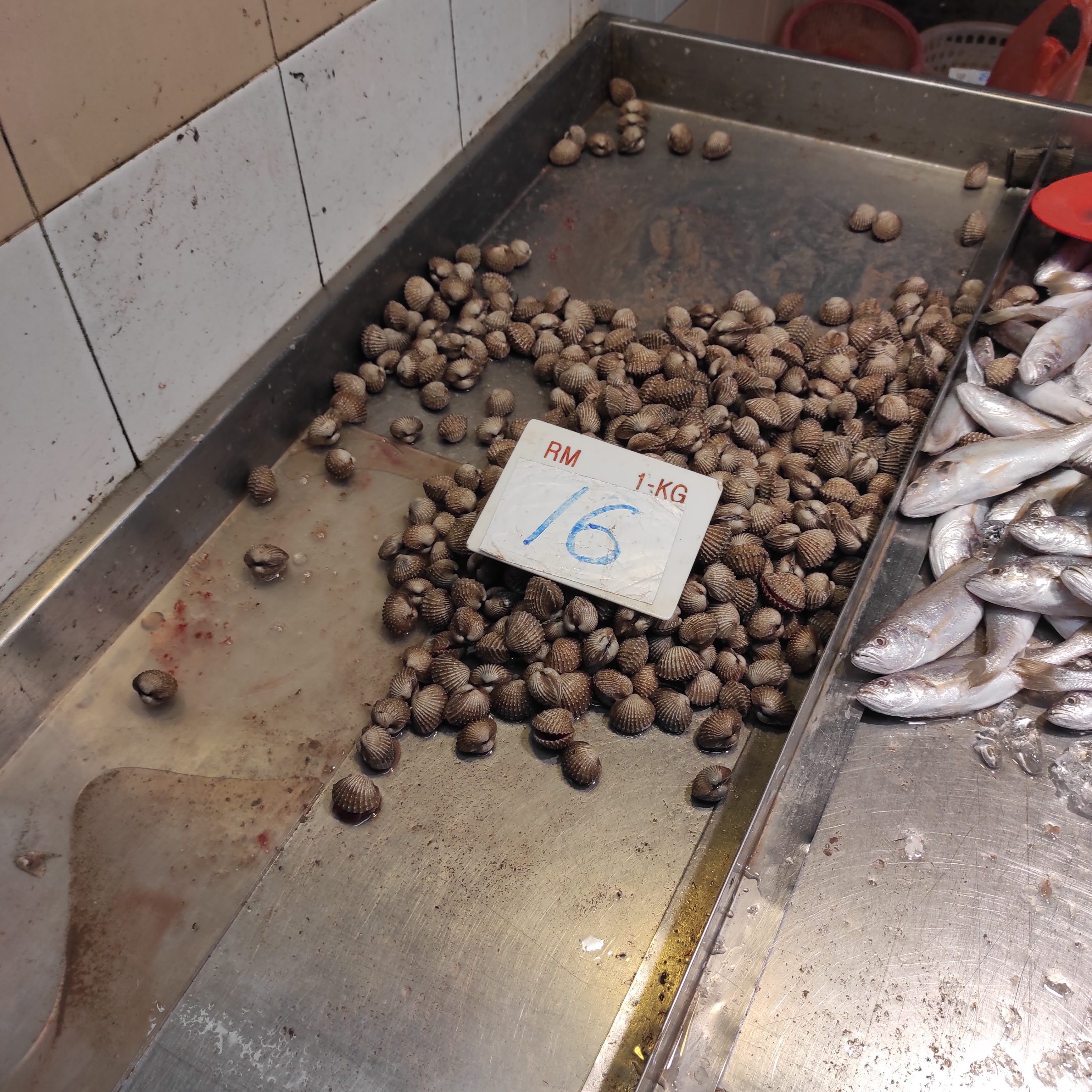 Coretan Ida Kamilia Mudzakir: Colek kerang