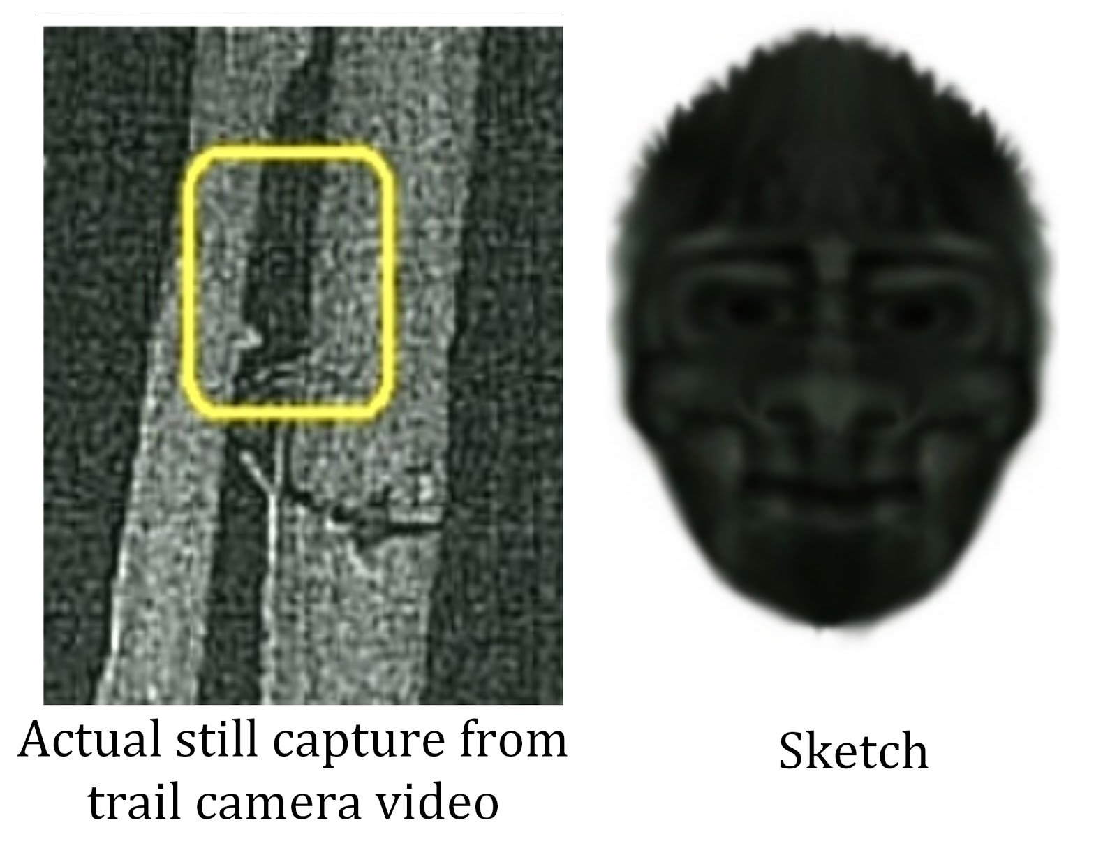 The Bigfoot Field Journal: The Sasquatch Genome Project aka The Ketchum ...