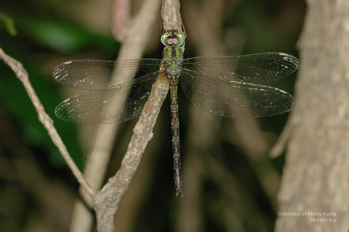 香港蜻蜓名錄: Gynacantha subinterrupta Rambur, 1842 細腰長尾蜓