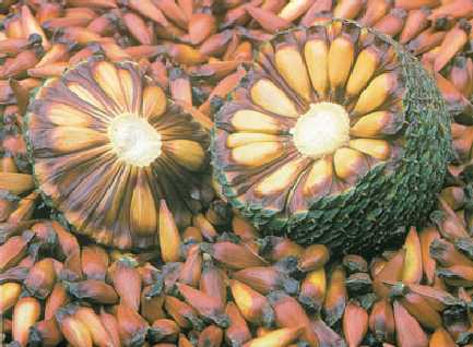 Educação e Cultura Hospital Pequeno Príncipe: Pinheiro do Paraná