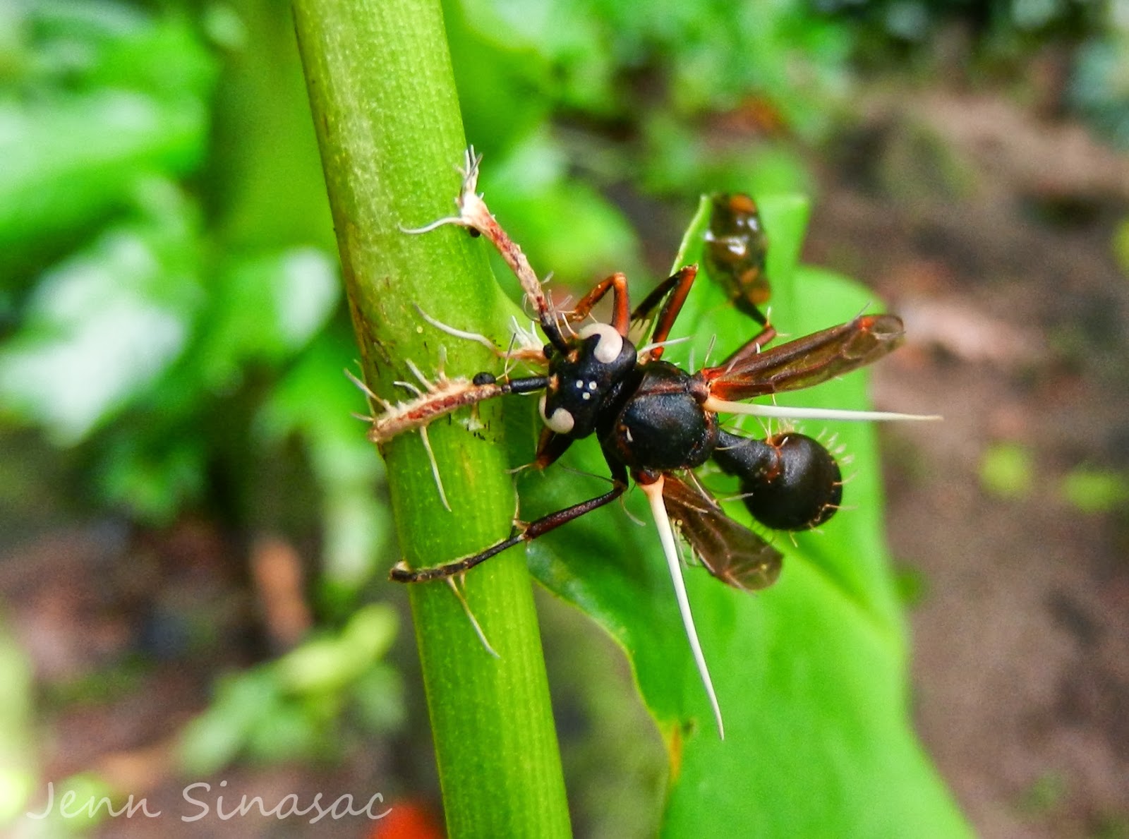Experience Nature: Cordyceps: killer fungi