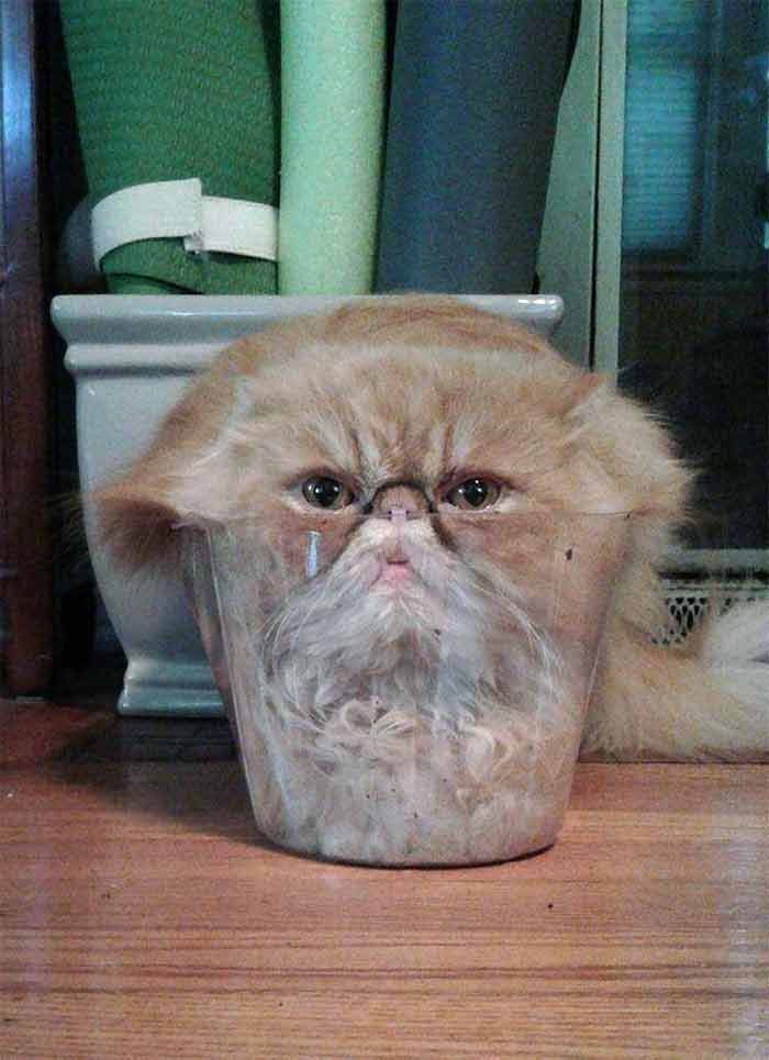 15 Hilarious Photos Of Cats That Prove They Are Liquid