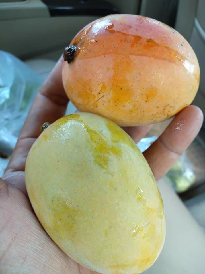 Cambodian mangoes