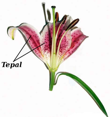 Всё о бегониях и не только...: Тепал, тепалы / tepal, tepals ...