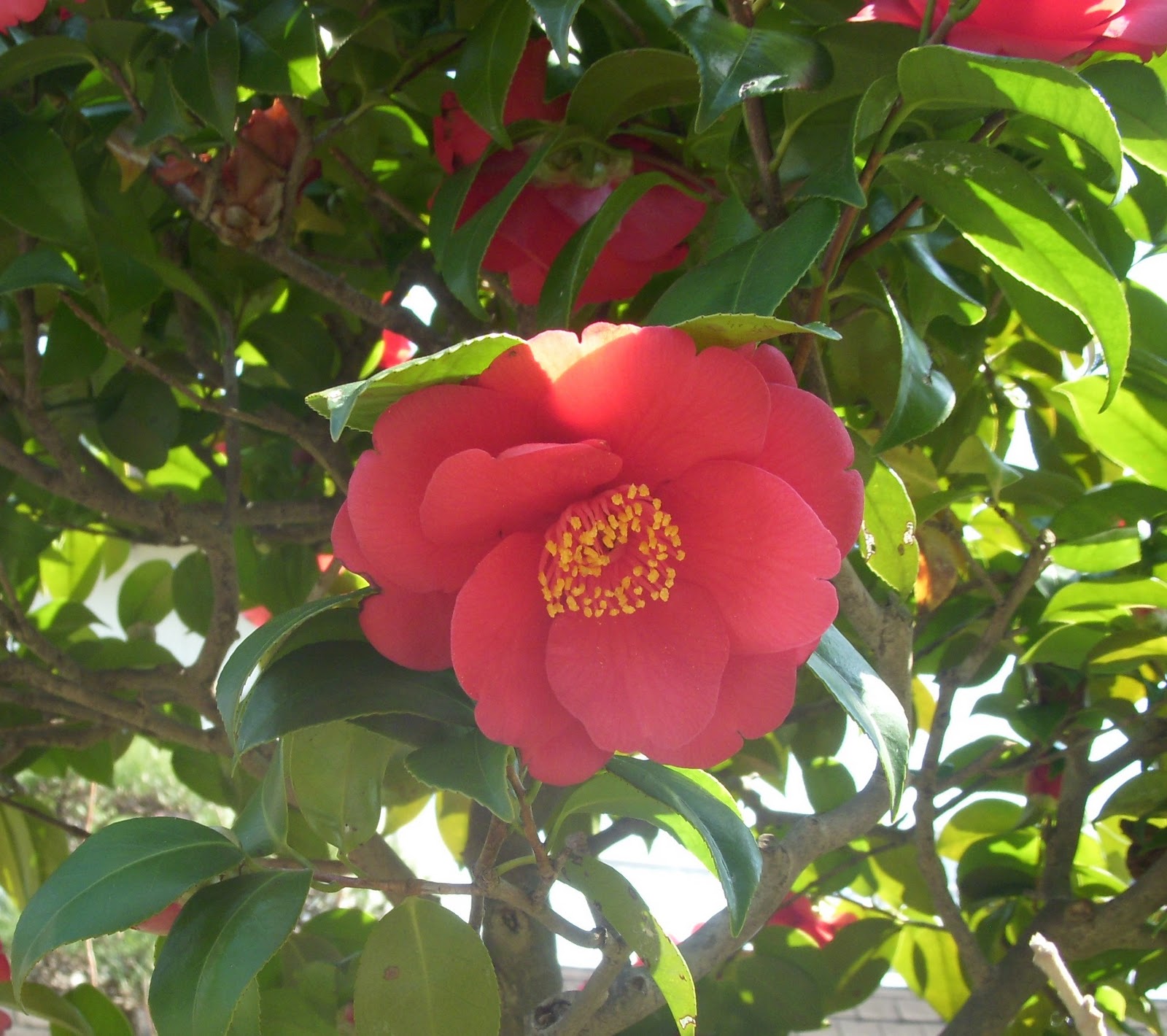 ARANOYAS: Kama, Kama, Kama, Kama, Kama Camellias