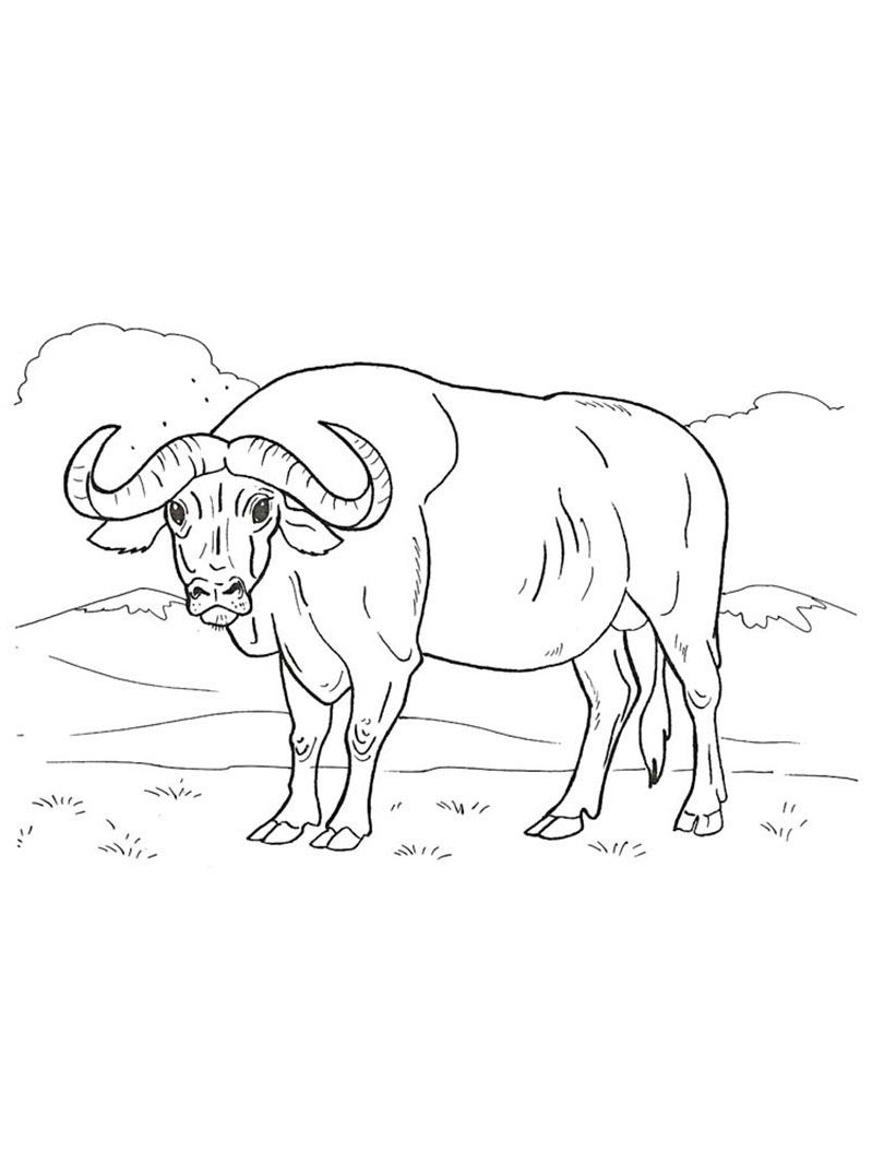 beautiful animals coloring page part 6