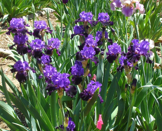 World of Irises: Iris Hybridizer, Spare That Sprout!
