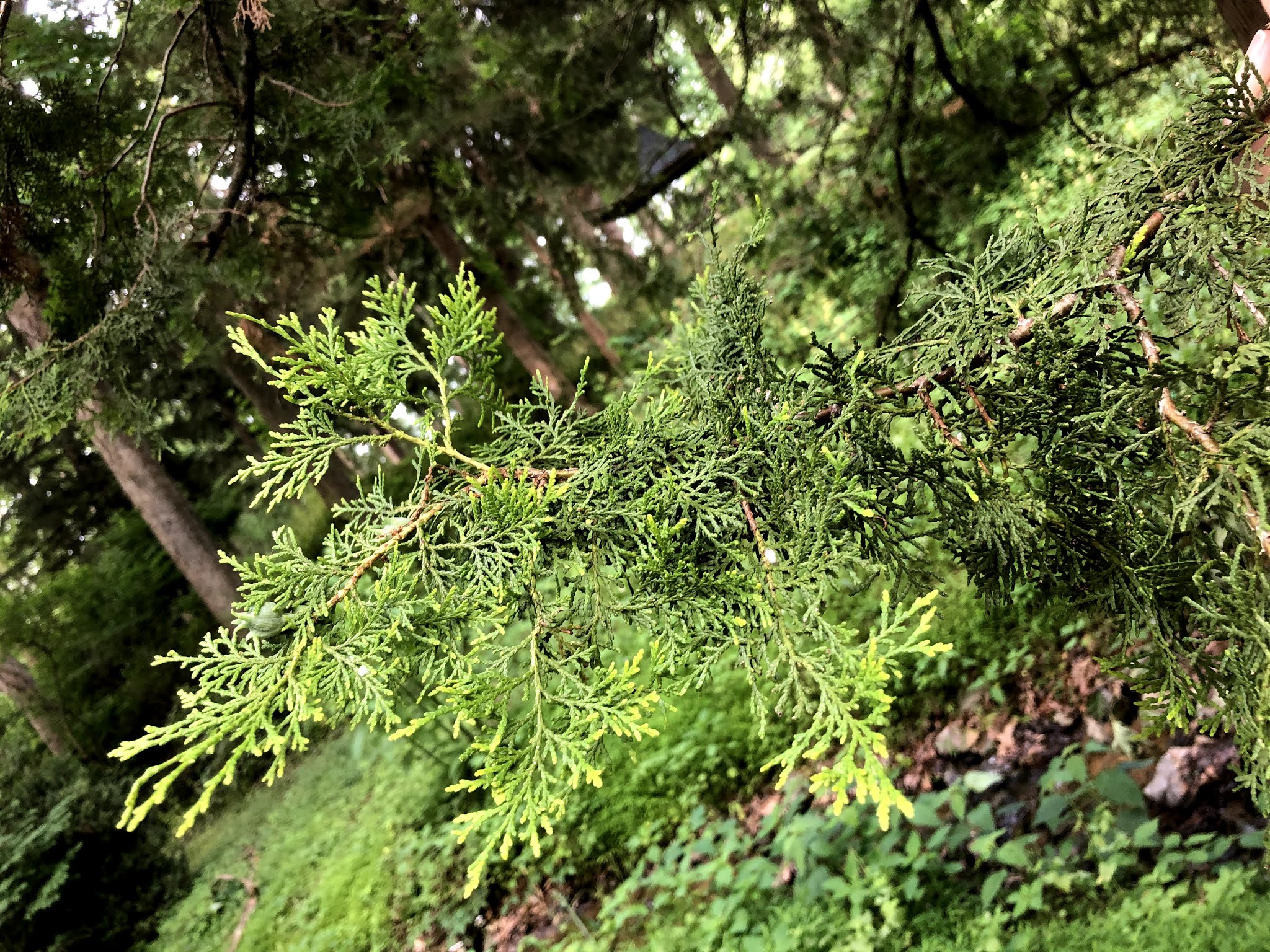 Tree Collection: Eastern Red Cedar