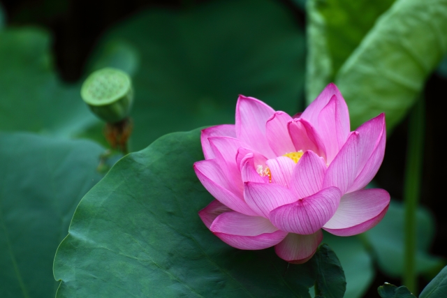 Japanese Herb Series 6 : "Lotus Root" ,The lucky herb appears in New ...