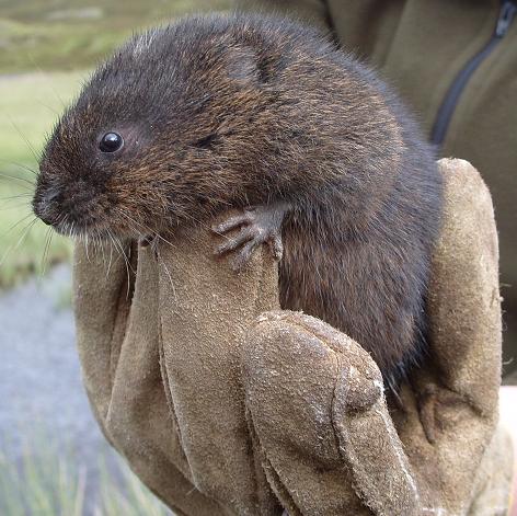Kaimhill Ecology: Water Voles - signs and tracks