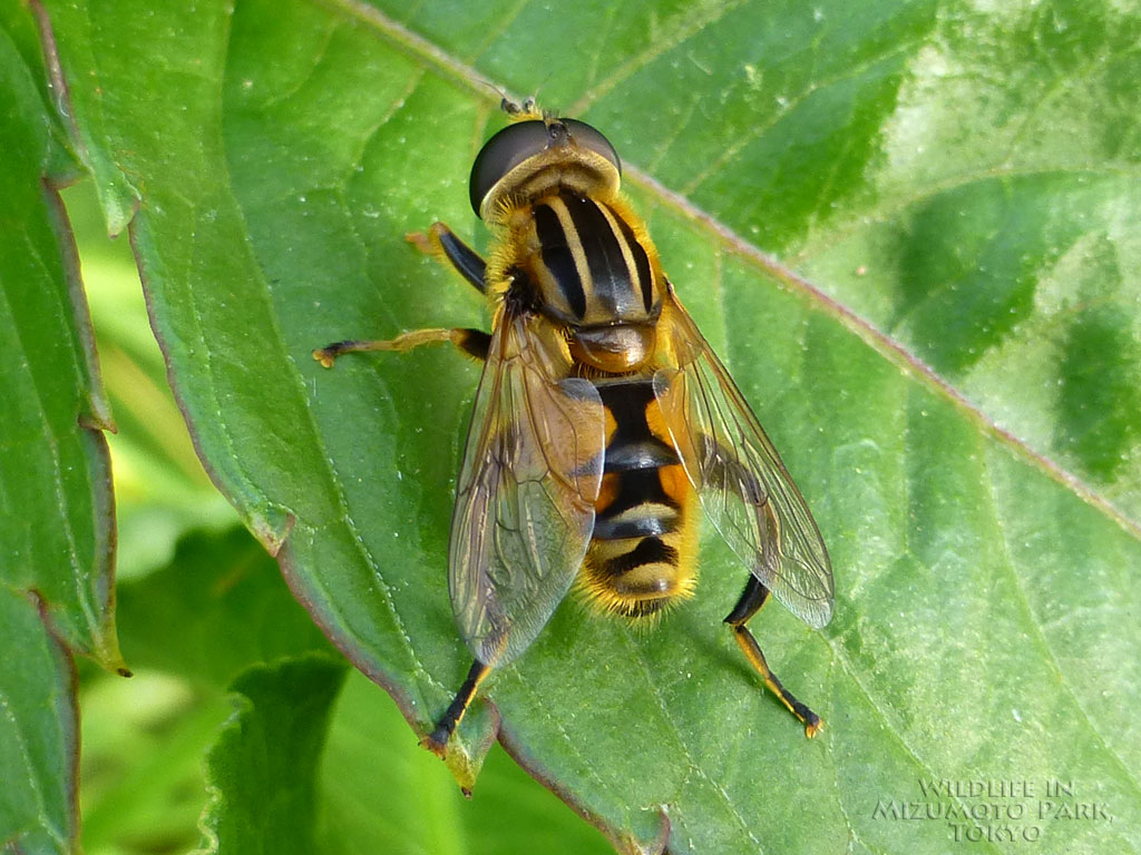 シマアシブトハナアブ Shima-ashibuto-hanaabu Hover Fly-水元公園の生き物