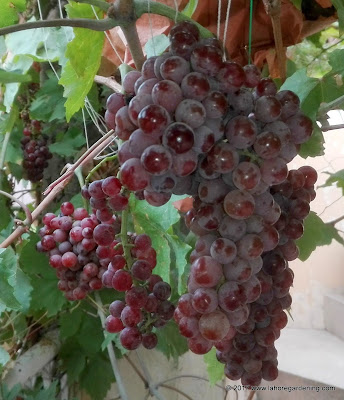 anggur jenis king's ruby | Pohon Anggur Genjah