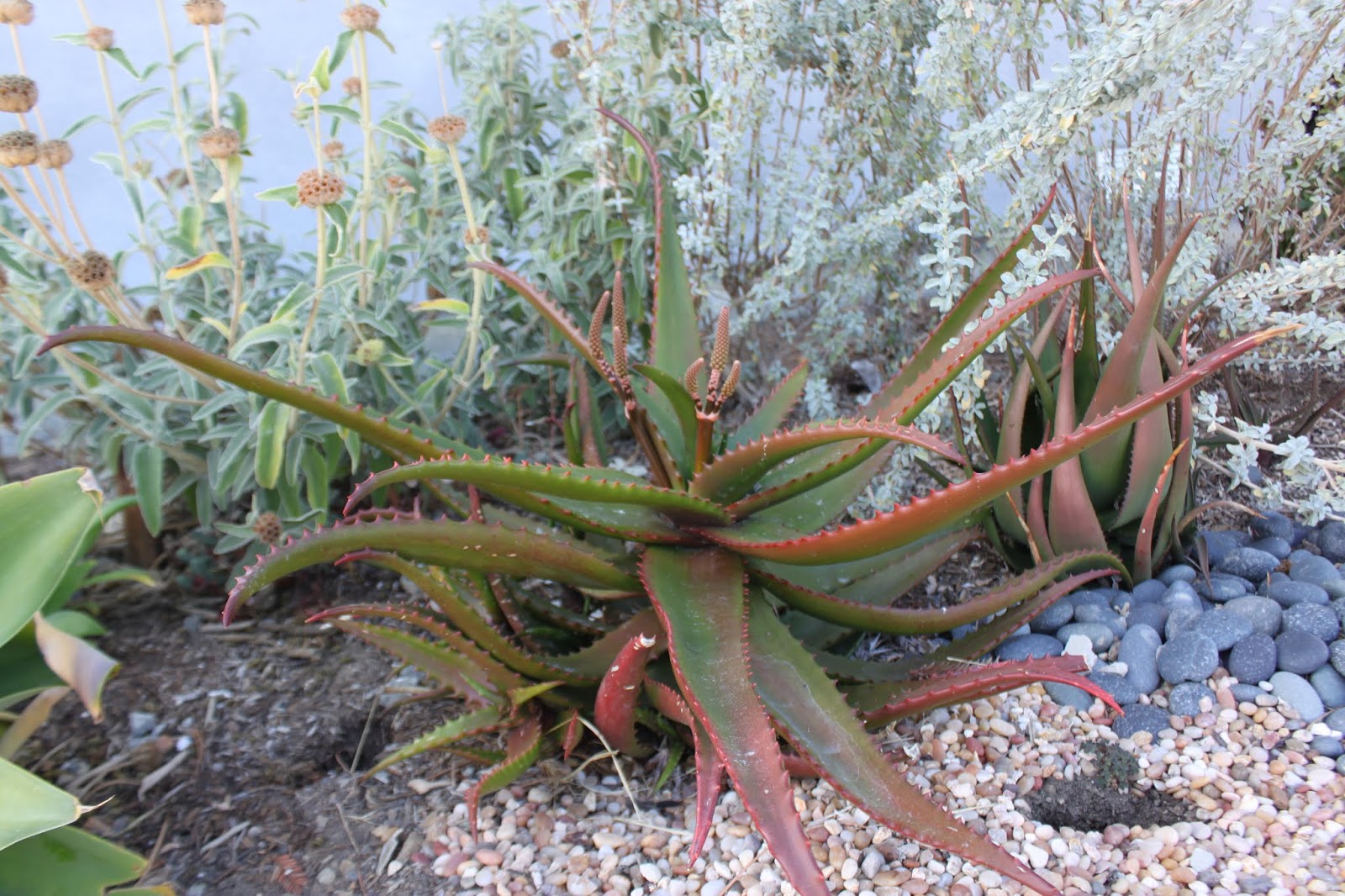 Emerging Fall Aloe Inflorescences