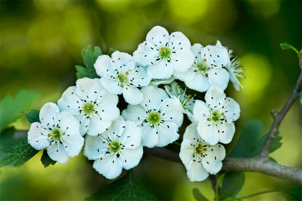 NATURA: La flor del espino.
