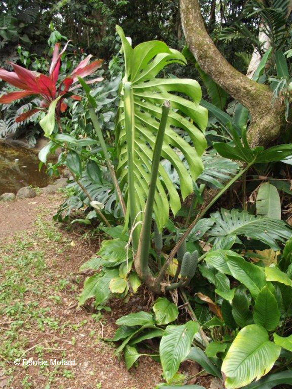 SENATOR FONG'S PLANTATION