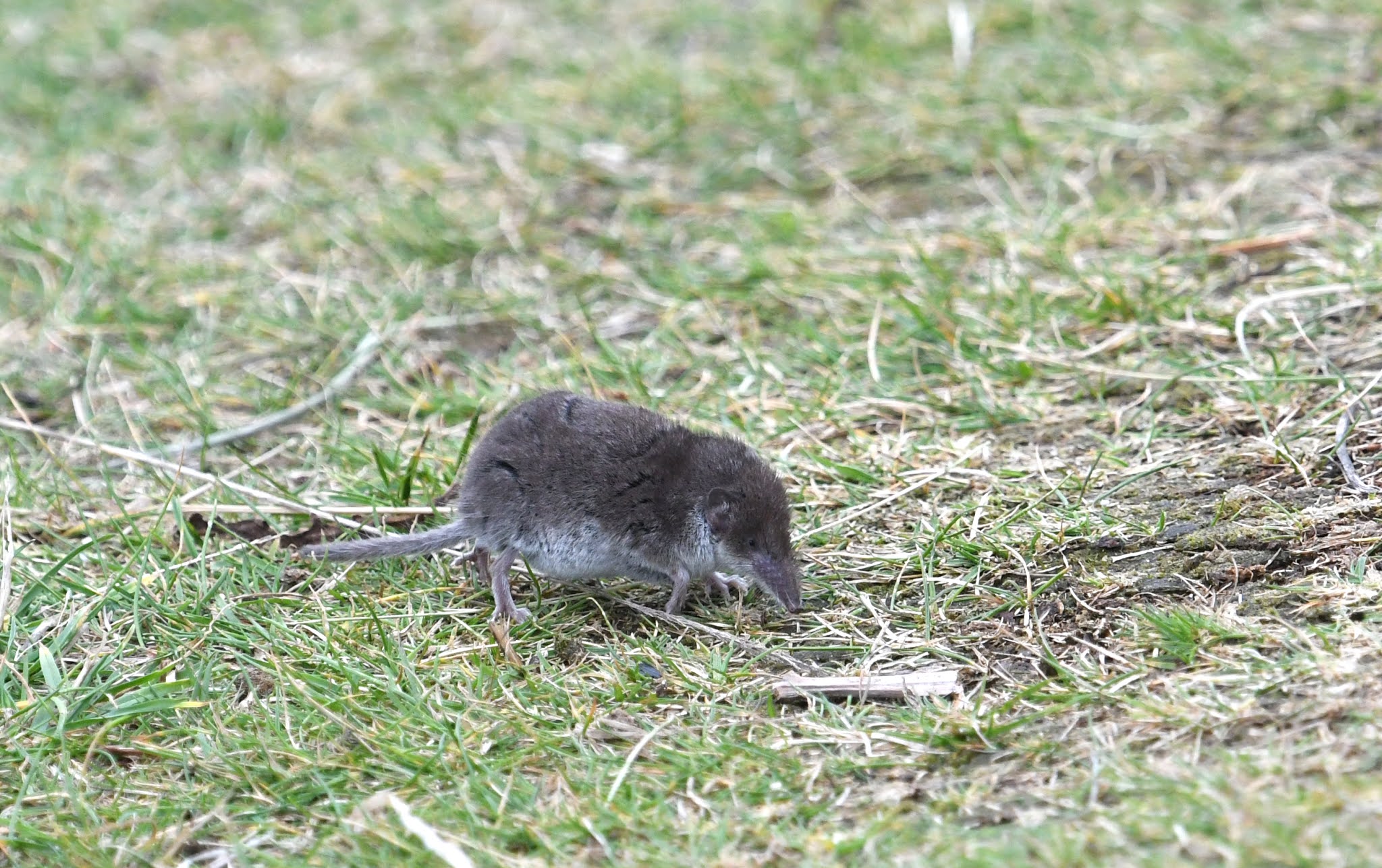 Cream Tea Birding: St Martin's, Scilly 2 - 9 Oct 2020