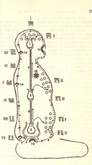 Medicina energetica: agopuntura e omeopatia: Agopuntura: i Meridiani ...