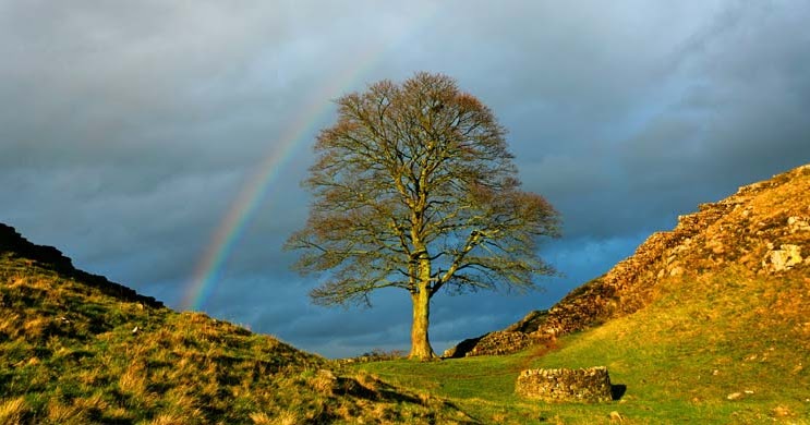 ANTINOUS THE GAY GOD: HADRIAN'S WALL SYCAMORE GAP TREE NAMED ENGLAND'S ...