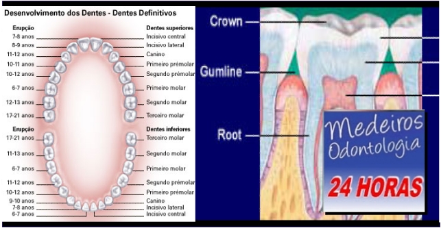 Medeiros Odontologia 24 Horas: Anatomia Dos Dentes - Suas diferentes ...