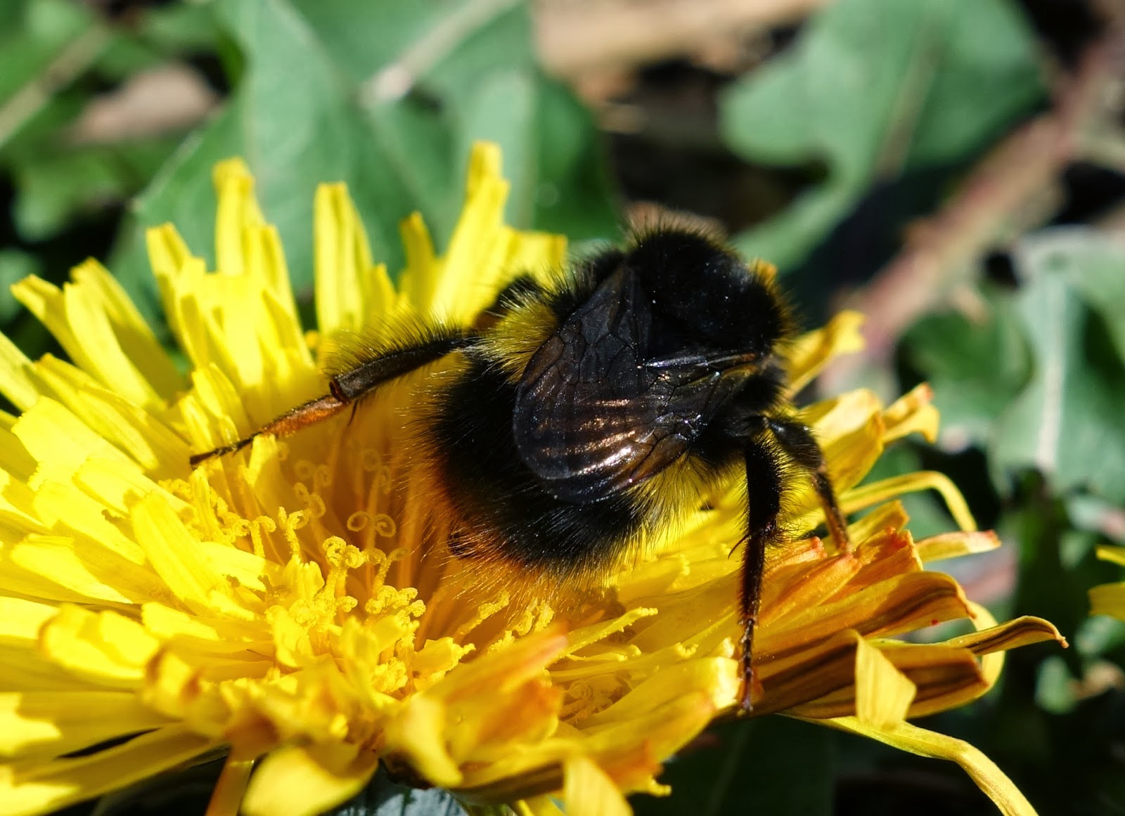 Urban Pollinators: Identifying common bumblebee queens