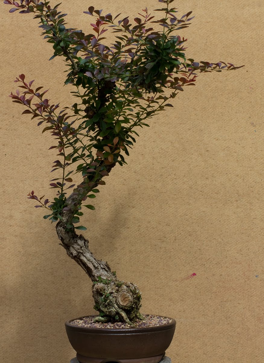Matthew Holt's Artistic Endeavors: Barberry literati bonsai update