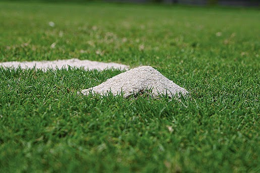 Chantilly National Golf and Grounds: DIVOT REPAIR