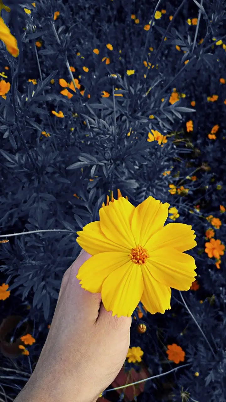 Fondo de pantalla: Flores Tumblr